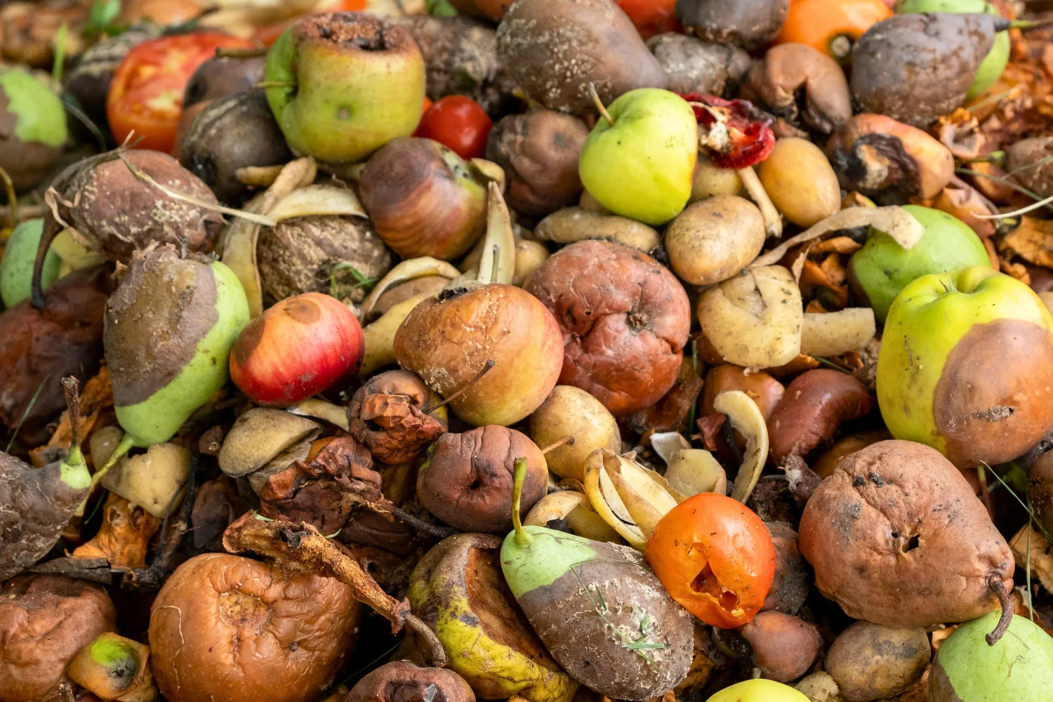 Australian Household Food Waste Research | Download the Report